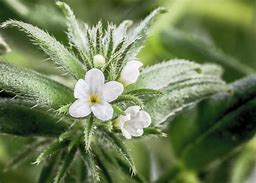 Purina Omega Match Ahiflower Supplement – Heritage Farm Supply, LLC