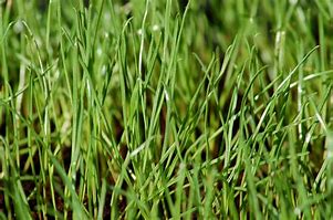Annual Rye Grass Seed – Heritage Farm Supply, LLC